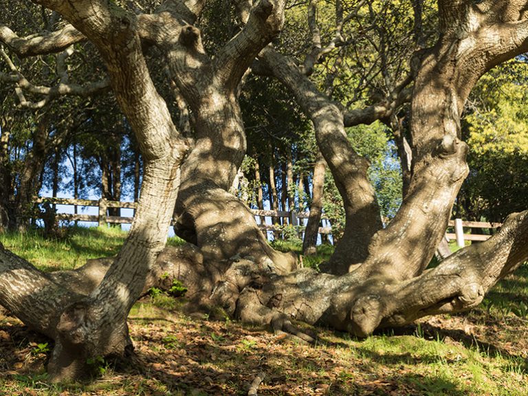 Green Burial | Find a Green Cemetery Near Me | Fernwood